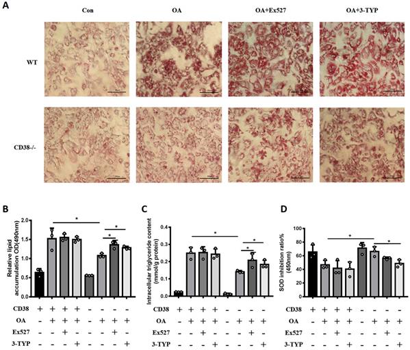 CD38 Deficiency Protects Mice from High Fat Diet-Induced Nonalcoholic ...