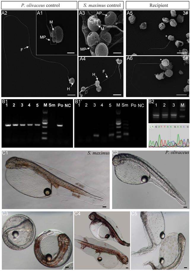Successful Spermatogonial Stem Cells Transplantation within ...