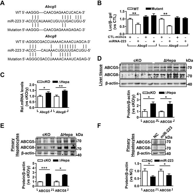 miRNA-223 Suppresses Mouse Gallstone Formation by Targeting Key ...