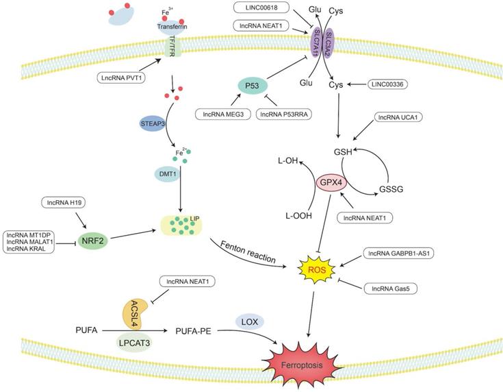 Close interactions between lncRNAs, lipid metabolism and ferroptosis in ...