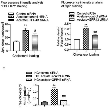 GPR43 activation-mediated lipotoxicity contributes to podocyte injury ...