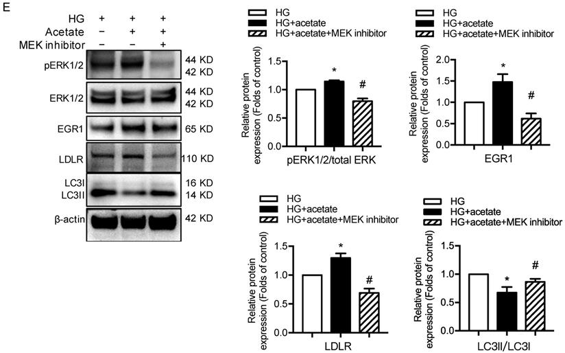 GPR43 activation-mediated lipotoxicity contributes to podocyte injury ...
