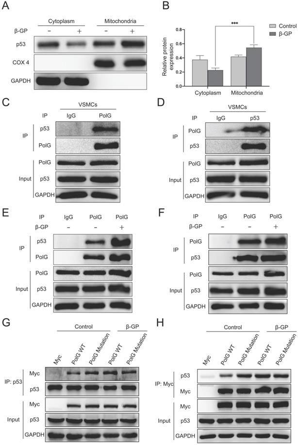 DNA Polymerase Gamma Recovers Mitochondrial Function and Inhibits ...