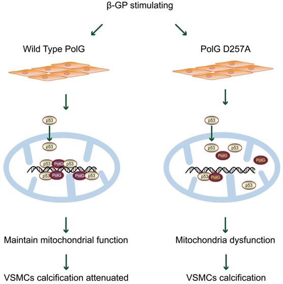 DNA Polymerase Gamma Recovers Mitochondrial Function and Inhibits ...