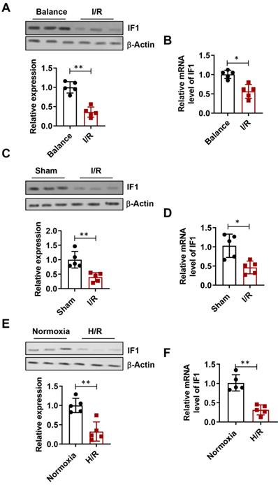 ATPase inhibitory factor 1 protects the heart from acute myocardial ...