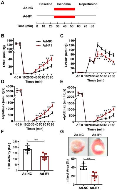 ATPase inhibitory factor 1 protects the heart from acute myocardial ...