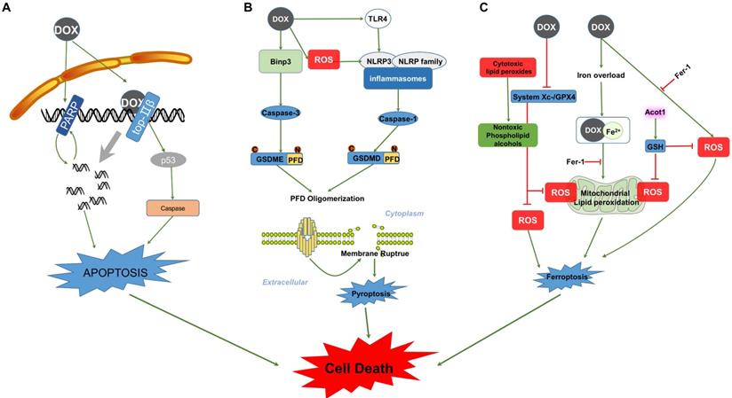 Underlying the Mechanisms of Doxorubicin-Induced Acute Cardiotoxicity ...