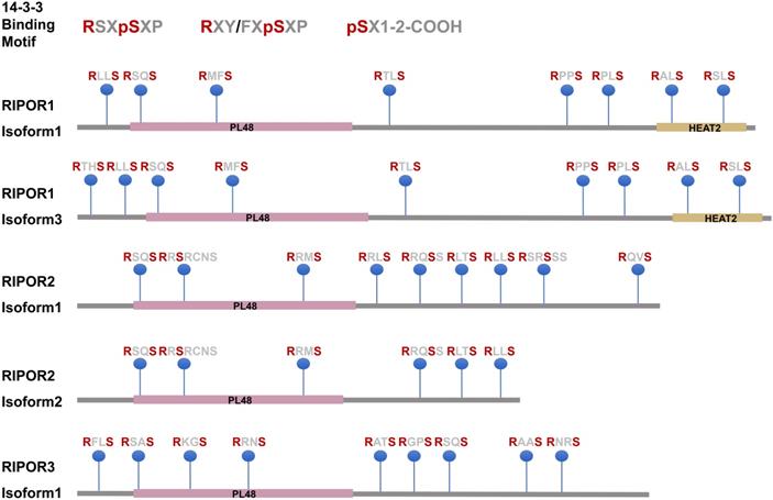 Role of RHO family interacting cell polarization regulators (RIPORs) in ...