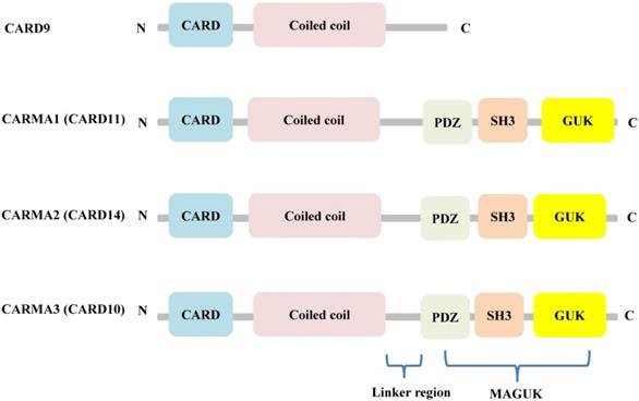 CARD9 Regulation and its Role in Cardiovascular Diseases