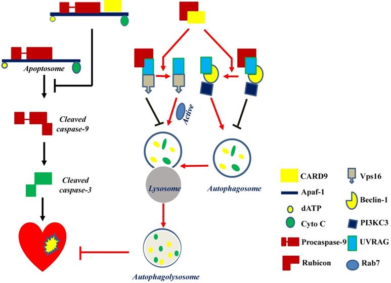 CARD9 Regulation and its Role in Cardiovascular Diseases