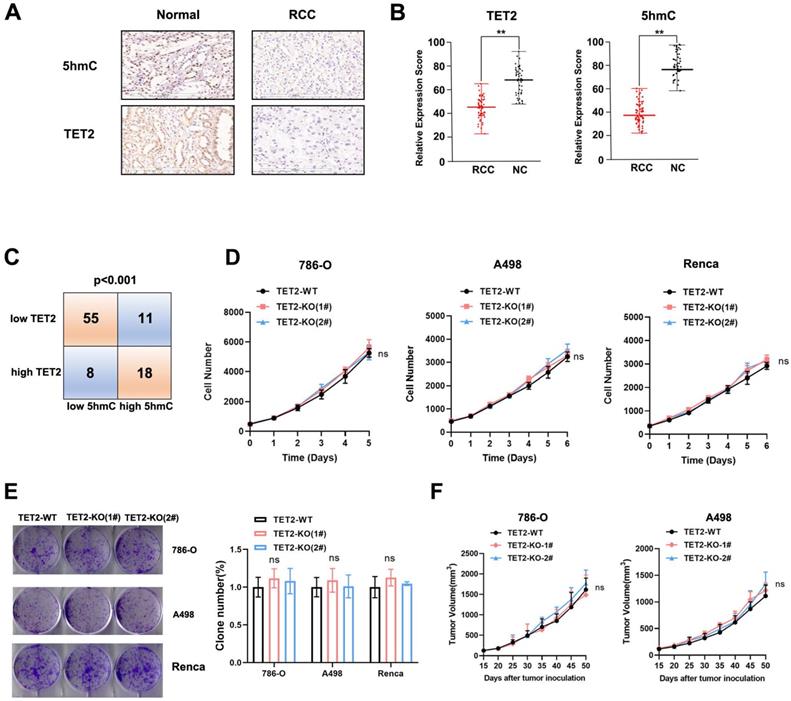 Ascorbic acid induced TET2 enzyme activation enhances cancer ...