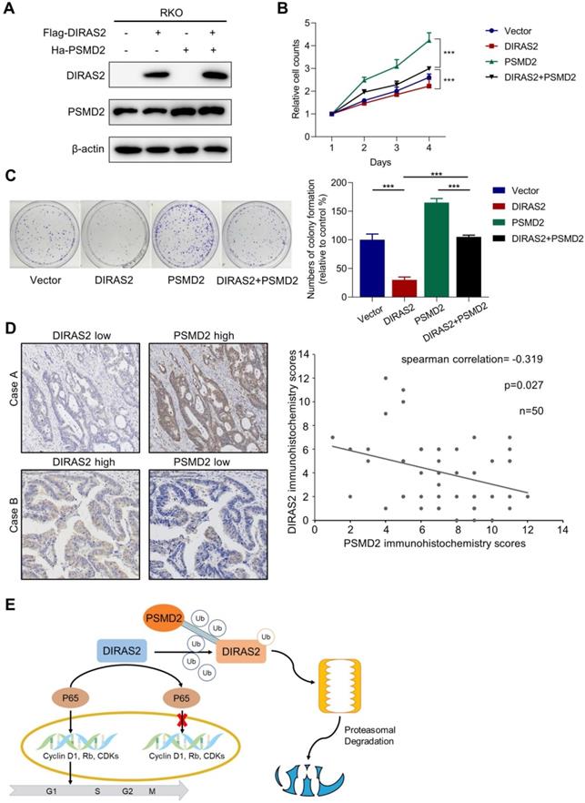 Diverse Ras-related GTPase DIRAS2, downregulated by PSMD2 in a ...