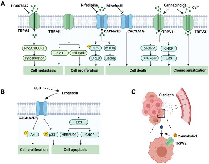 Calcium and calcium-related proteins in endometrial cancer ...