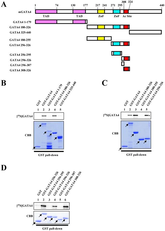 Multimerization of the GATA4 transcription factor regulates ...