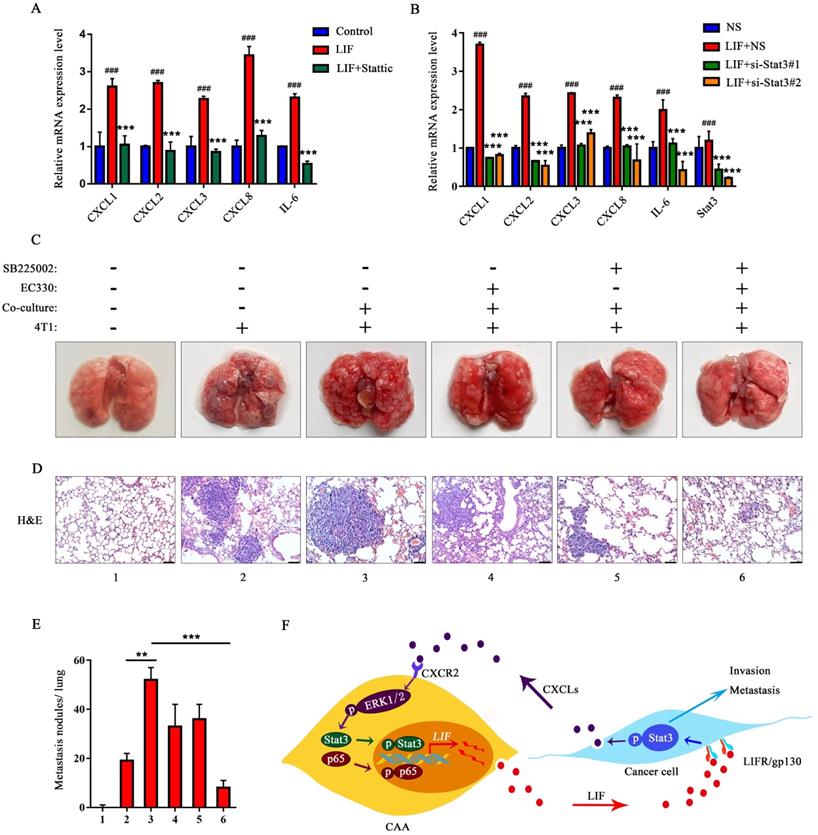 Cancer-associated adipocytes promote the invasion and metastasis in ...