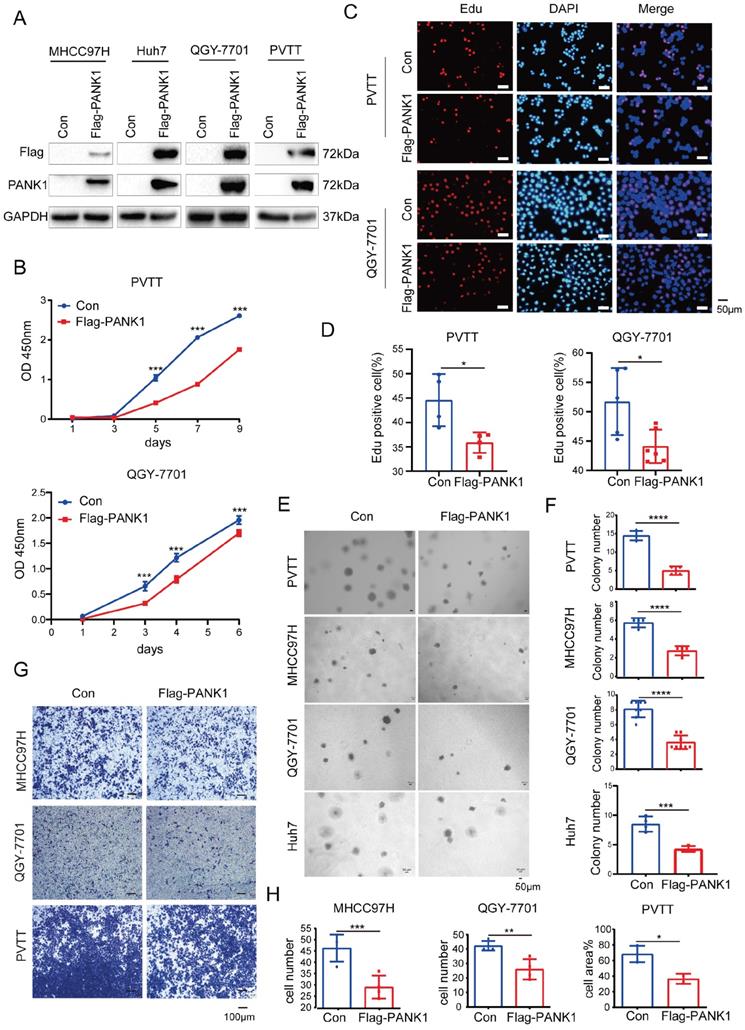 Pantothenate Kinase 1 Inhibits the Progression of Hepatocellular ...