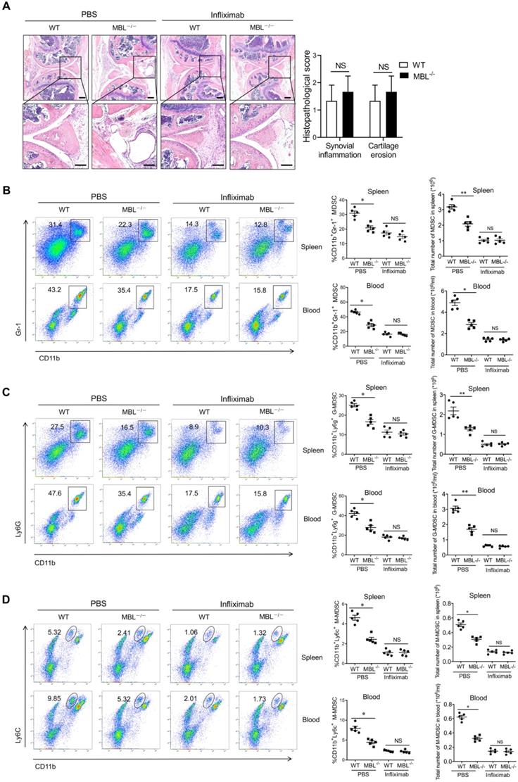 Mannan-Binding Lectin Deficiency Limits Inflammation-induced Myeloid ...