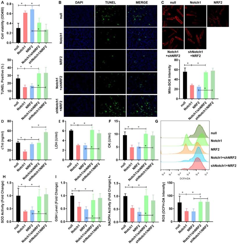 Keap-NRF2 signaling contributes to the Notch1 protected heart against ...