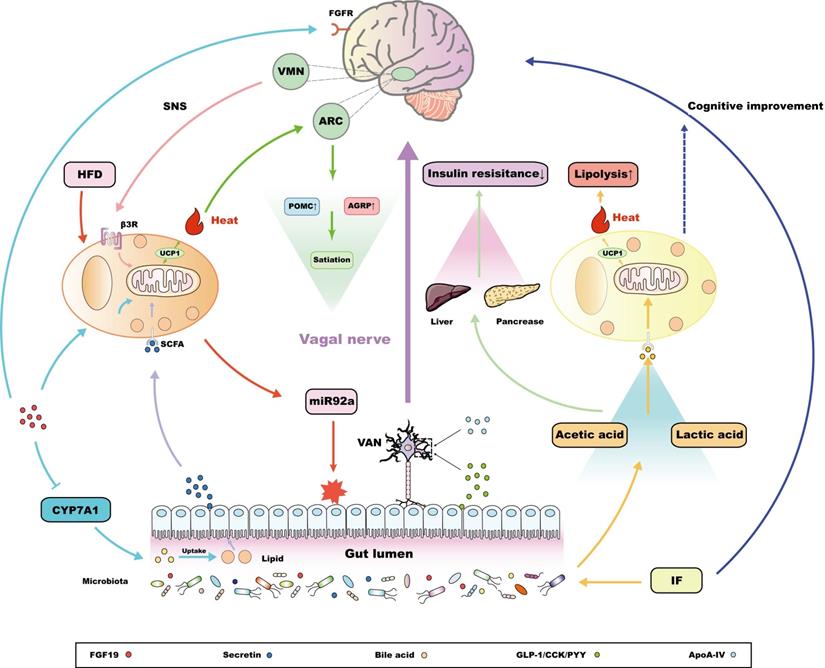 Crosstalk between adipose tissue and the microbiota-gut-brain axis in ...
