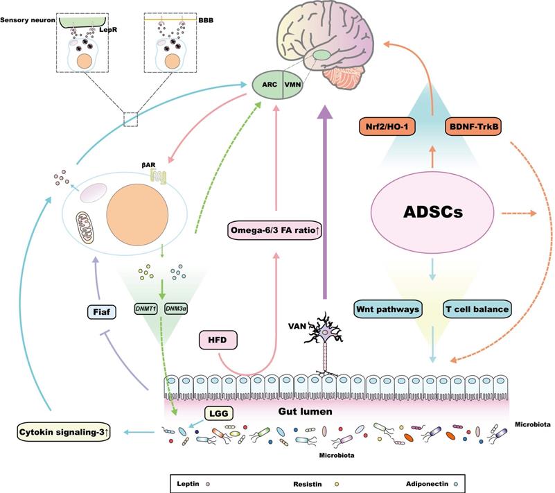 Crosstalk between adipose tissue and the microbiota-gut-brain axis in ...