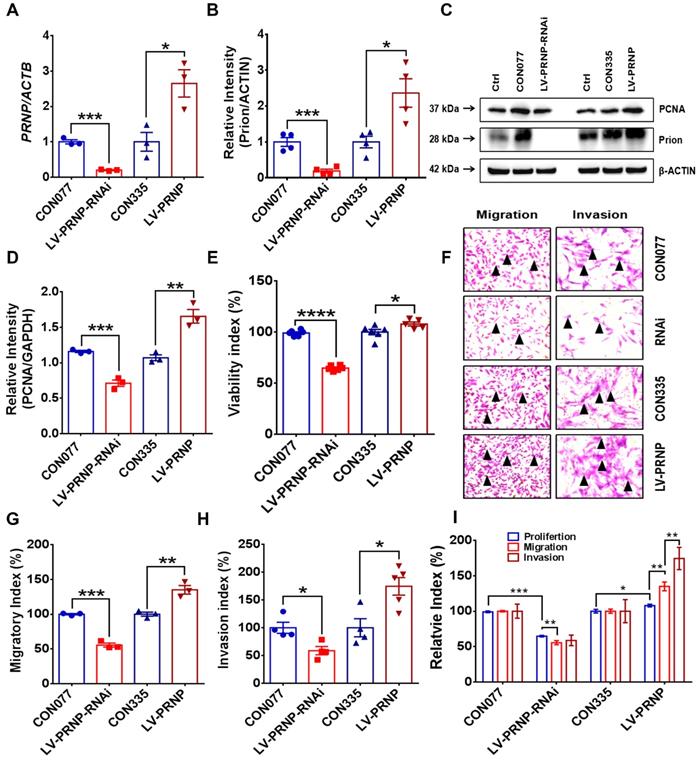 PrPC Promotes Endometriosis Progression by Reprogramming Cholesterol ...