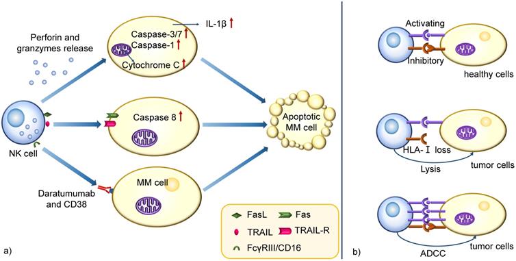 Regulation of CD38 on Multiple Myeloma and NK Cells by Monoclonal ...