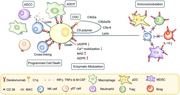 Regulation of CD38 on Multiple Myeloma and NK Cells by Monoclonal ...