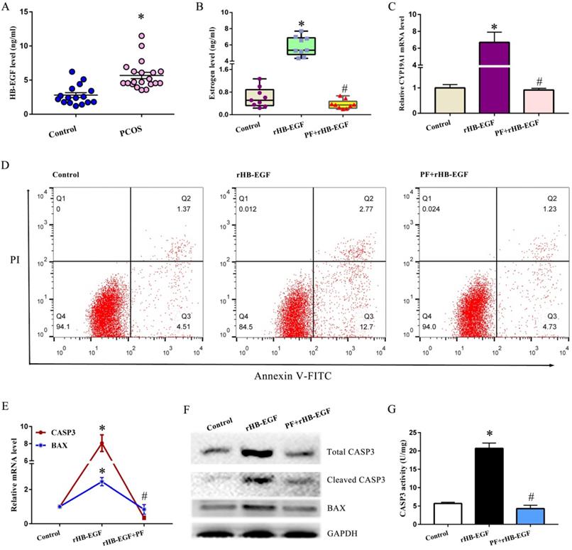 HB-EGF induces mitochondrial dysfunction via estrogen hypersecretion in ...