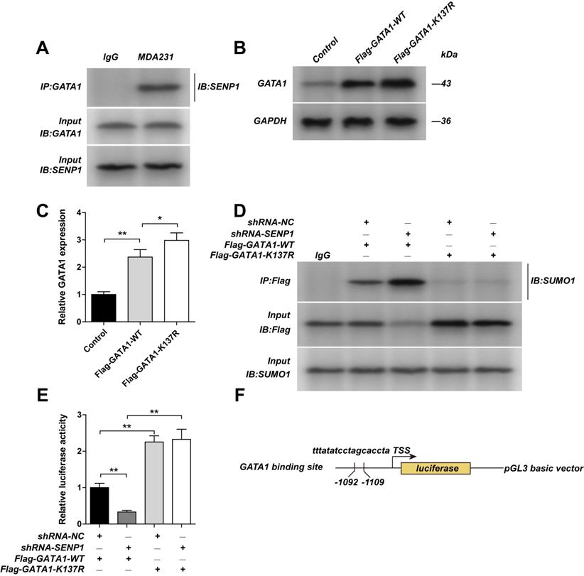 SENP1 promotes triple-negative breast cancer invasion and metastasis ...