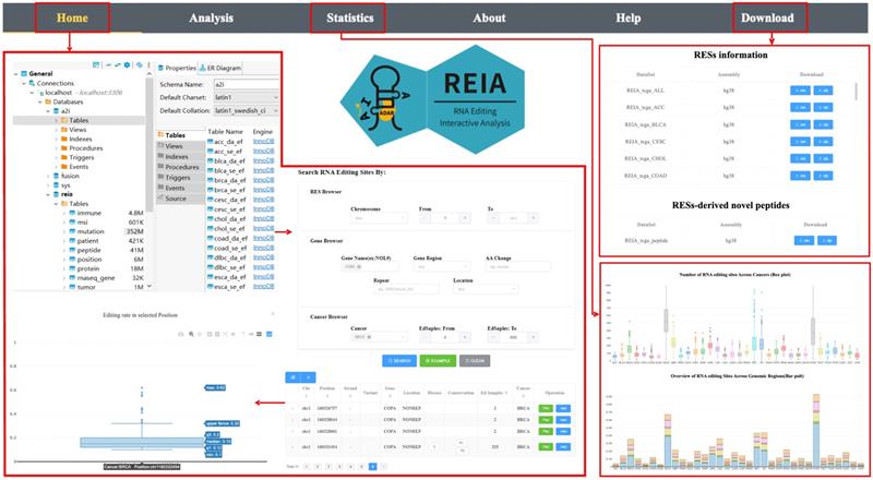 REIA: A database for cancer A-to-I RNA editing with interactive analysis
