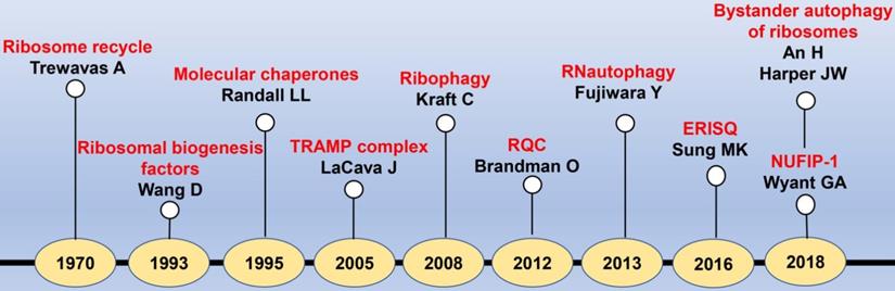 Eukaryotic ribosome quality control system: a potential therapeutic ...