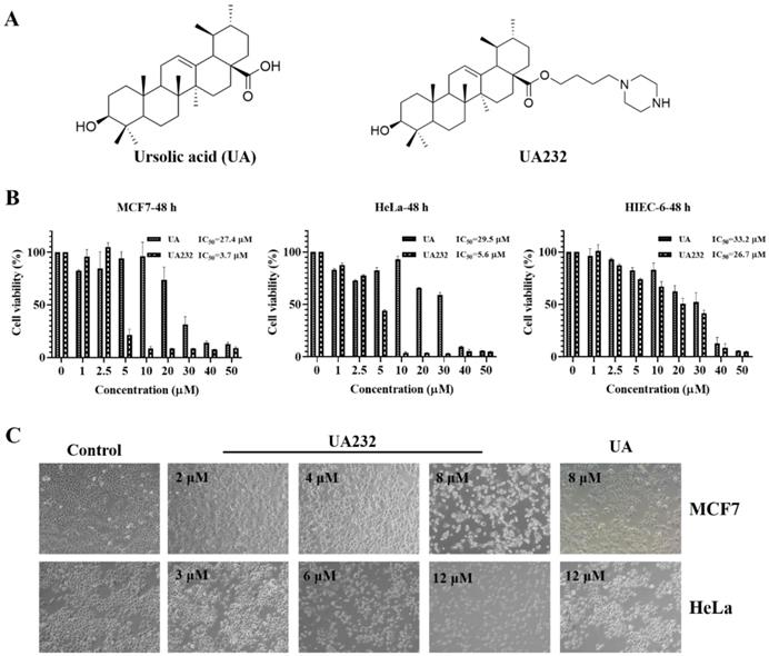 Ursolic Acid Derivative UA232 Promotes Tumor Cell Apoptosis by Inducing ...