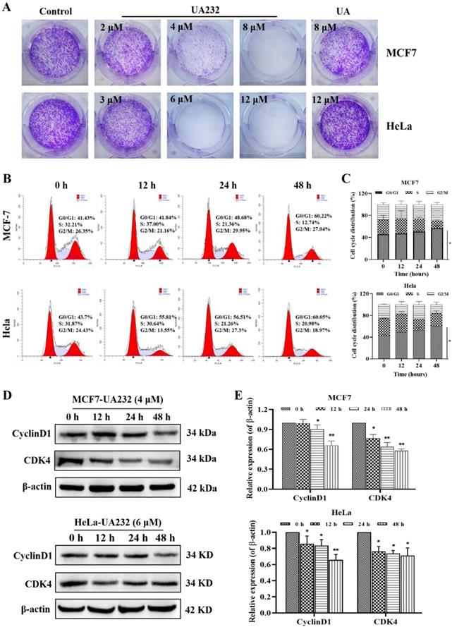 Ursolic Acid Derivative UA232 Promotes Tumor Cell Apoptosis by Inducing ...