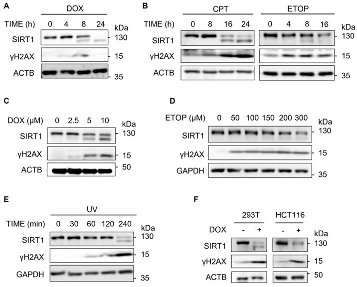 Post-translational Modification in Control of SIRT1 Stability during ...