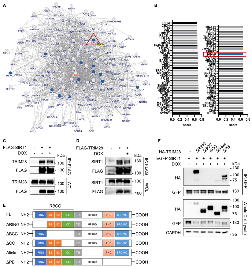 Post-translational Modification in Control of SIRT1 Stability during ...