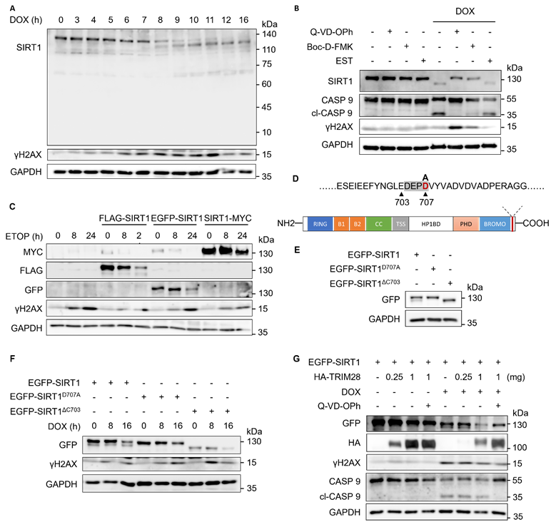 Post-translational Modification in Control of SIRT1 Stability during ...