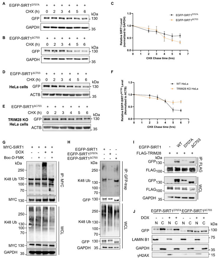 Post-translational Modification in Control of SIRT1 Stability during ...