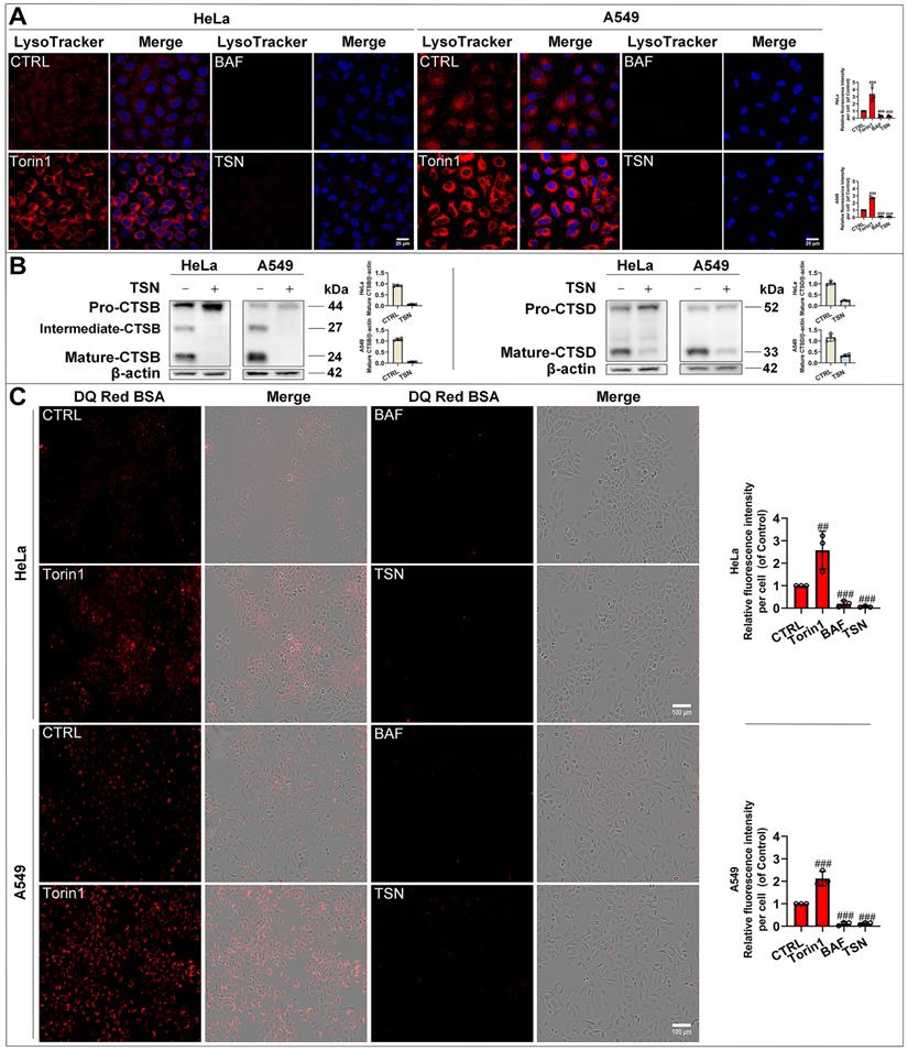 Toosendanin, a novel potent vacuolar-type H+-translocating ATPase ...