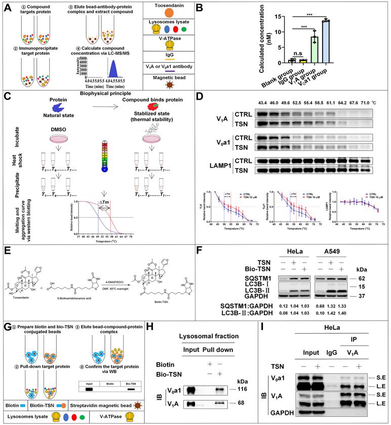 Toosendanin, a novel potent vacuolar-type H+-translocating ATPase ...