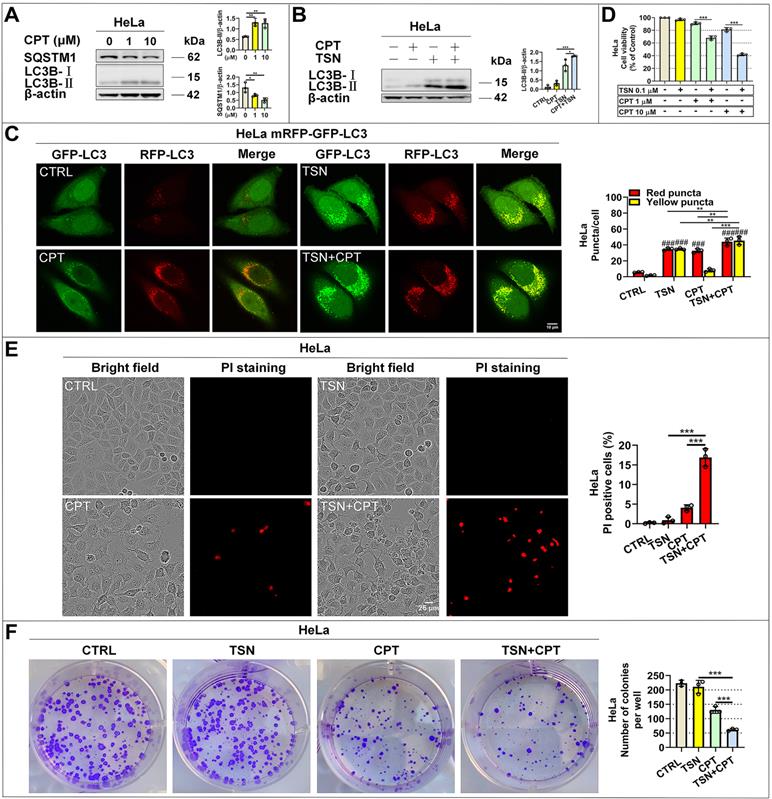 Toosendanin, a novel potent vacuolar-type H+-translocating ATPase ...