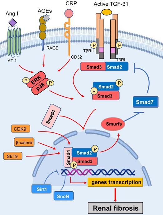 Smad3 Signatures in Renal Inflammation and Fibrosis