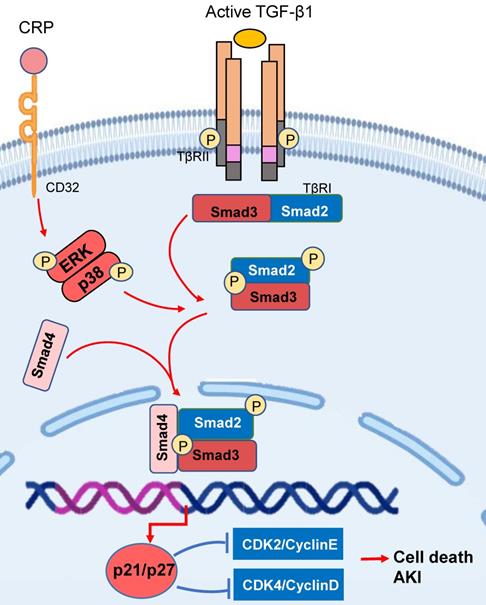 Smad3 Signatures in Renal Inflammation and Fibrosis