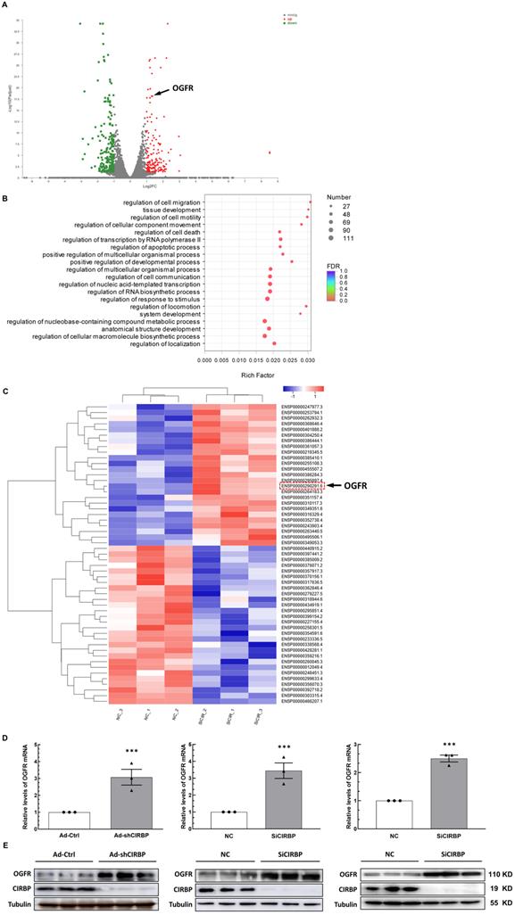 CIRBP-OGFR axis safeguards against cardiomyocyte apoptosis and ...