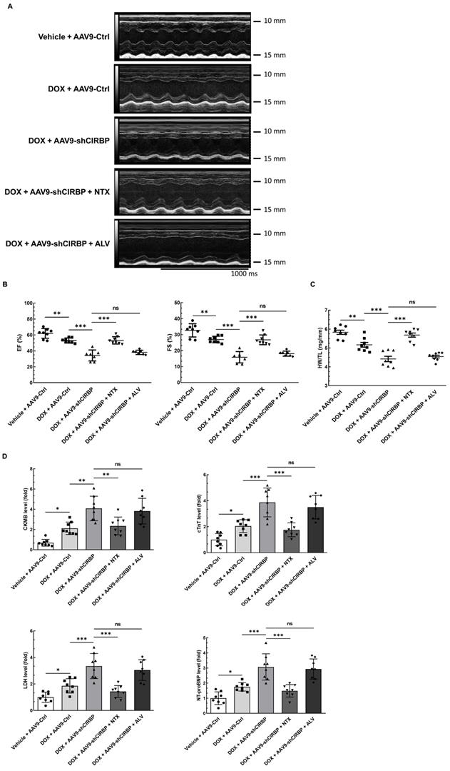 CIRBP-OGFR axis safeguards against cardiomyocyte apoptosis and ...