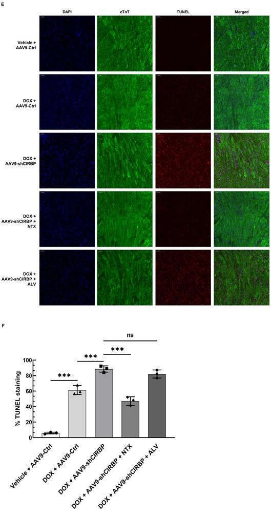CIRBP-OGFR axis safeguards against cardiomyocyte apoptosis and ...