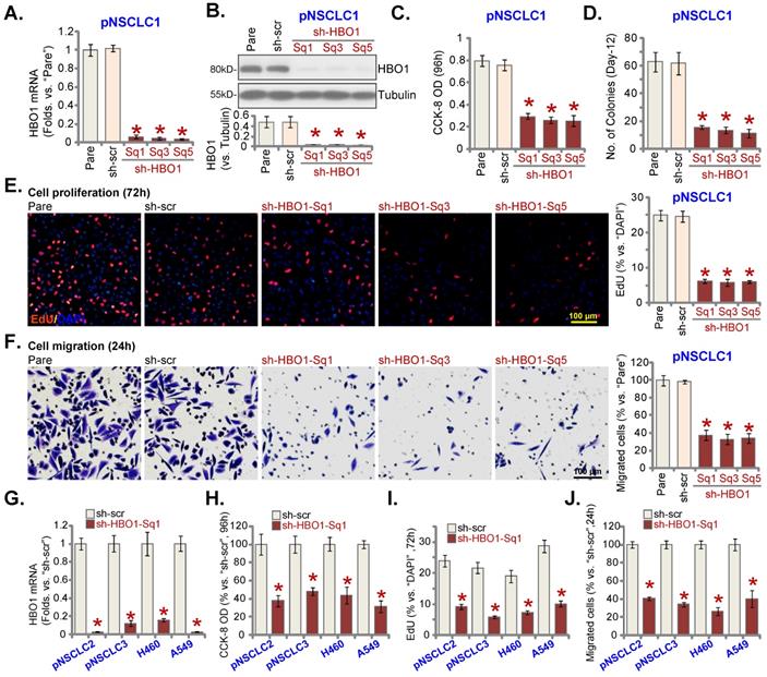 HBO1 induces histone acetylation and is important for non-small cell ...