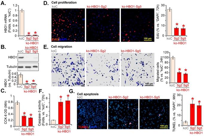 HBO1 induces histone acetylation and is important for non-small cell ...