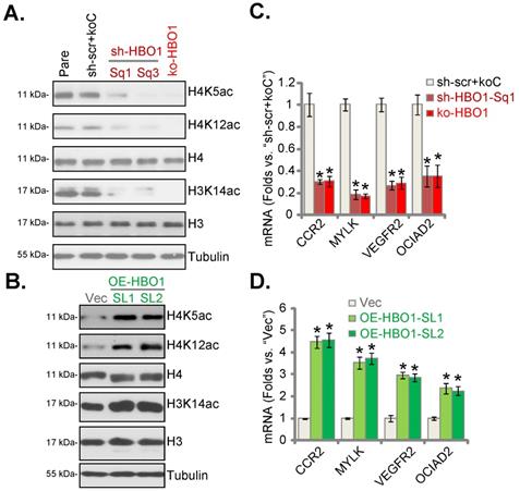 HBO1 induces histone acetylation and is important for non-small cell ...