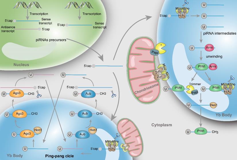 The regulatory function of piRNA/PIWI complex in cancer and other human ...