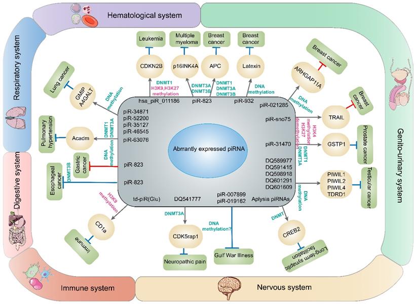 The regulatory function of piRNA/PIWI complex in cancer and other human ...